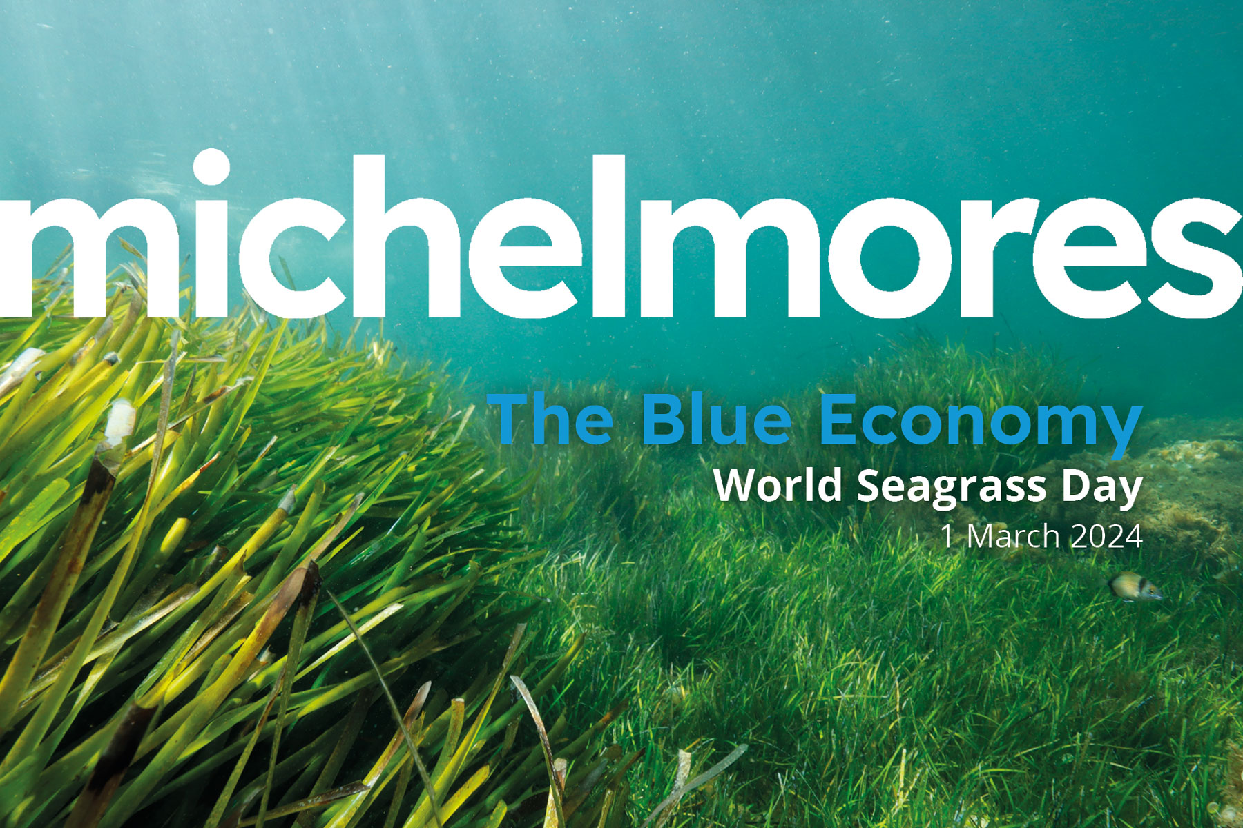 The Blue Economy | World Seagrass Day - Michelmores