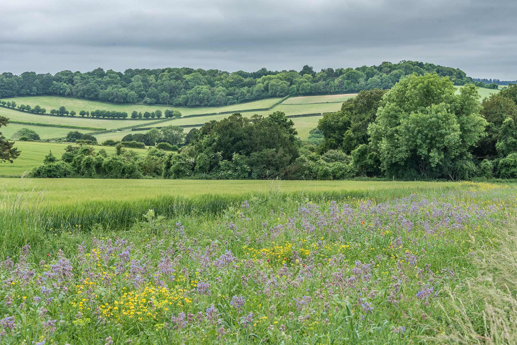 Michelmores advises on landmark Evenlode Landscape Recovery Scheme ...